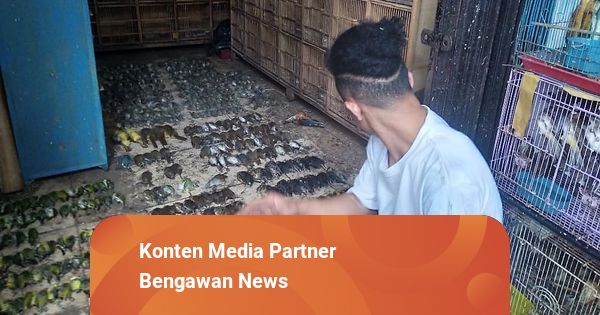 Ratusan Burung Kiriman dari Bali Mati di Pasar Depok Solo | kumparan.com Ratusan Burung Kiriman dari Bali Mati di Pasar Depok Solo | kumparan.com